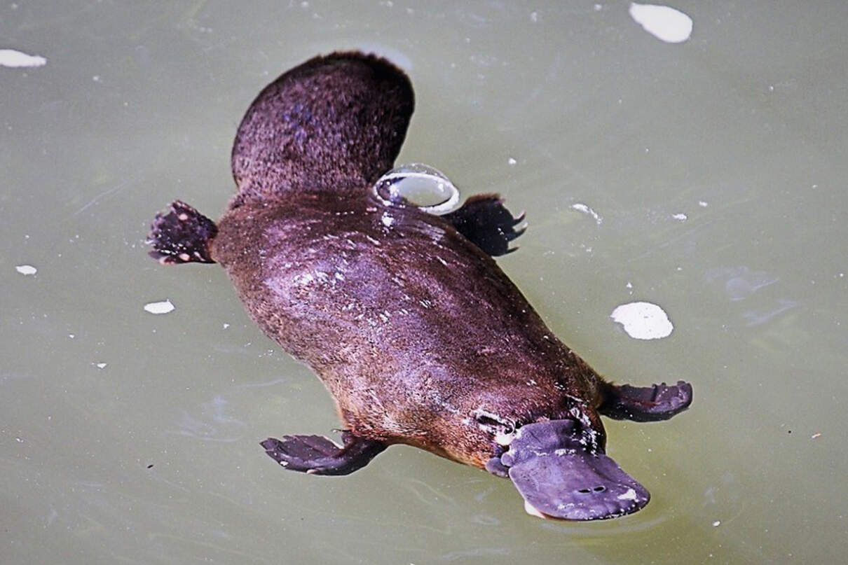 Szukając dziobaków