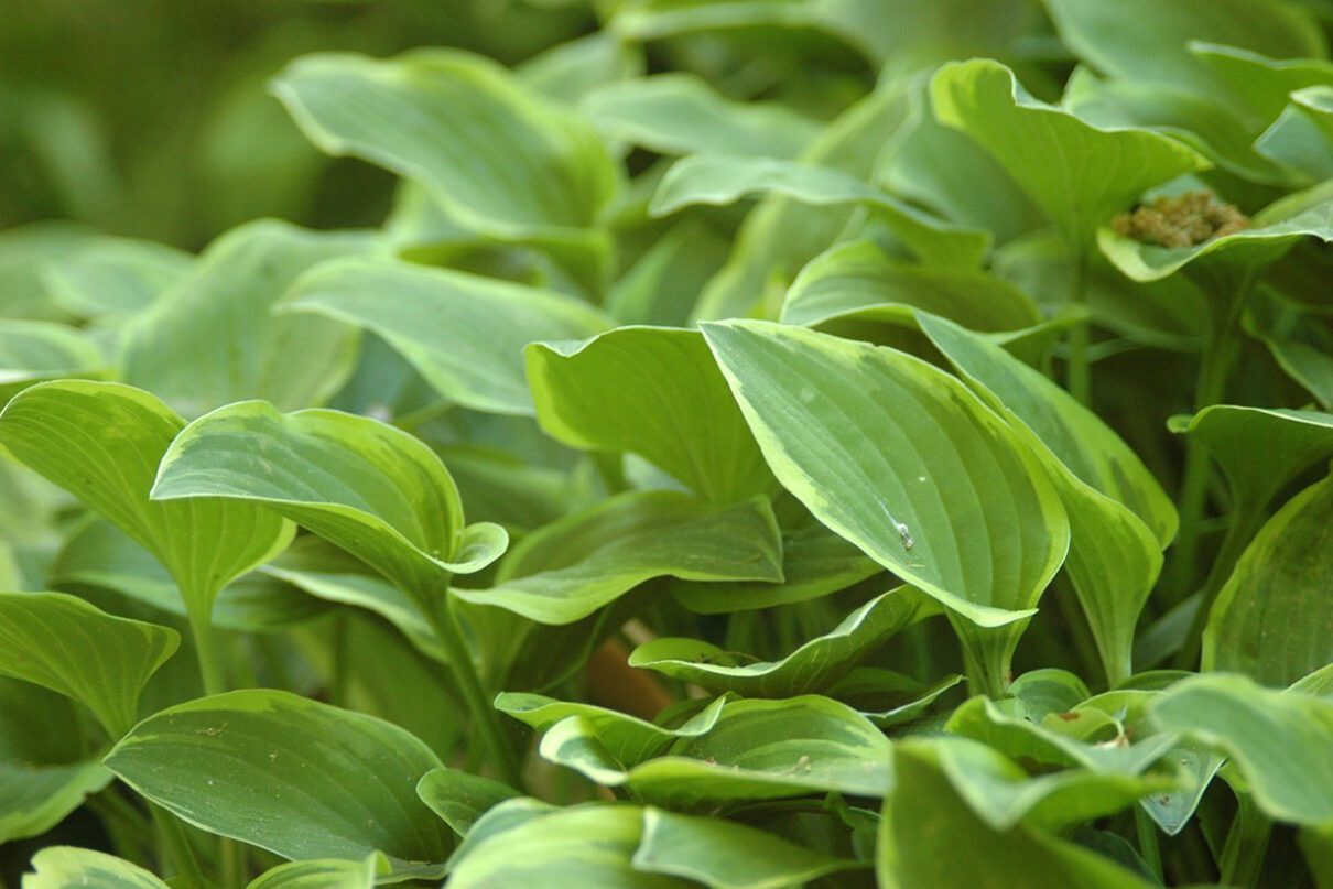 Hosty funkie – jak i gdzie sadzić, jakie odmiany wybrać?